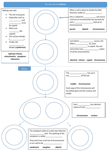 New GCSE Revision Sheets on Mitosis and Meiosis | Teaching Resources