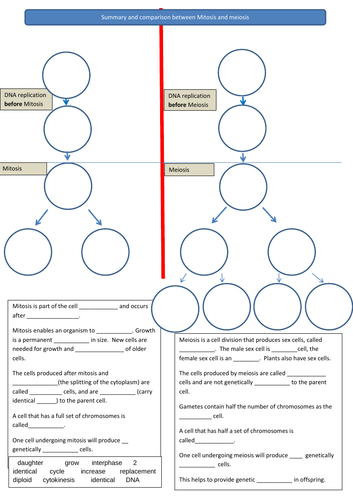 Meiosis Mitosis Worksheet Mitosis Meiosis Boom Cards Classful