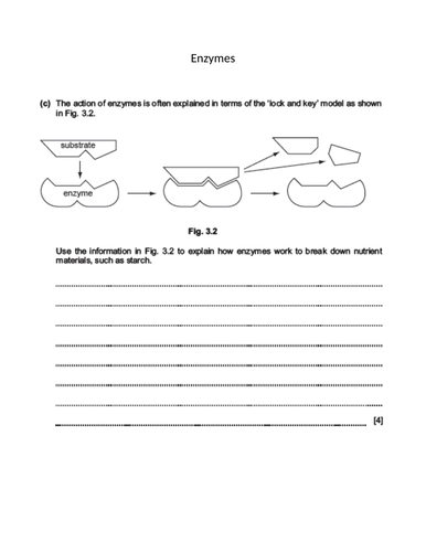 Aqa Enzymes Teaching Resources