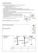 Revision workbook - Coordination & response (Hormones & Nervous system ...