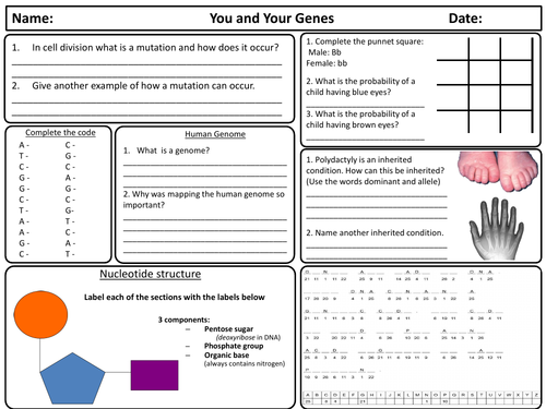 KS4 Revision Worksheet: You & Your Genes | Teaching Resources