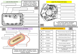 Year 9 Science Revision Cards with Answers | Teaching Resources