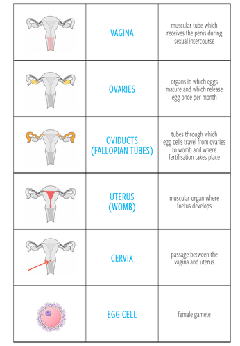 Human Reproductive System - Card Sort (KS2/3) | Teaching Resources