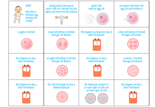 Human Reproduction: From conception to birth - Card Sort (KS3/4 ...