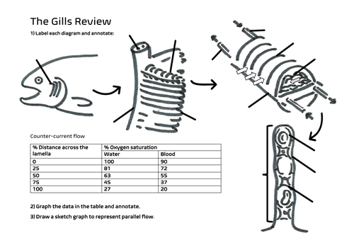 Gills Review AS Worksheet | Teaching Resources