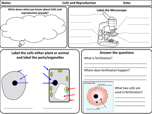 KS3 Revision Worksheet: Cells & Reproduction | Teaching Resources