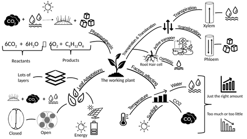 Dual Coding revision: Plants | Teaching Resources