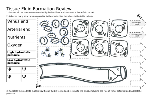 Tissue Fluid Formation Review | Teaching Resources