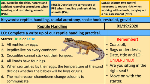 Reptile Handling Write Up - Animal Care BTEC | Teaching Resources