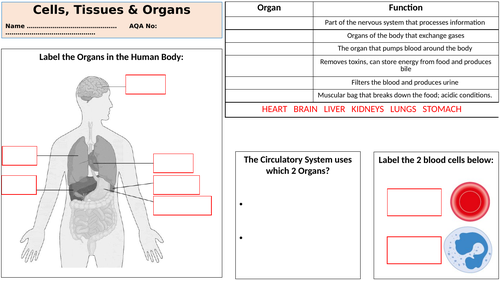 Cells Tissues Organs Organ Systems Worksheet