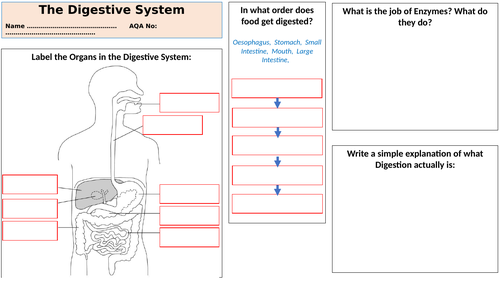 The Human Digestive System - Lesson, Worksheet & Quiz (KS3/KS4/SEN ...