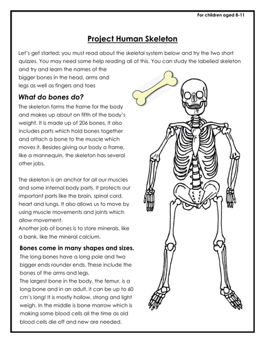 Interactive Skeleton Building Activity for home schooling or cover task ...
