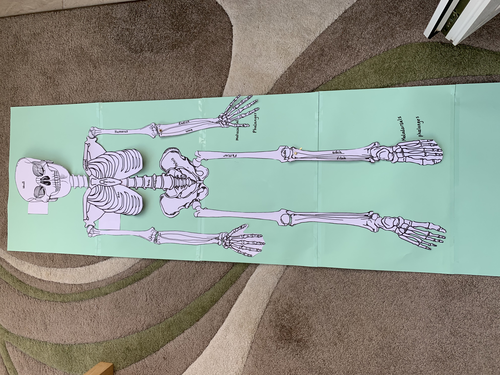 Interactive Skeleton Building Activity for home schooling or cover task ...