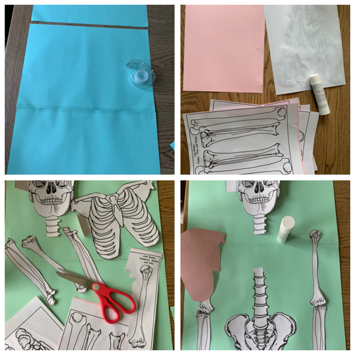 Interactive Skeleton Building Activity for home schooling or cover task ...
