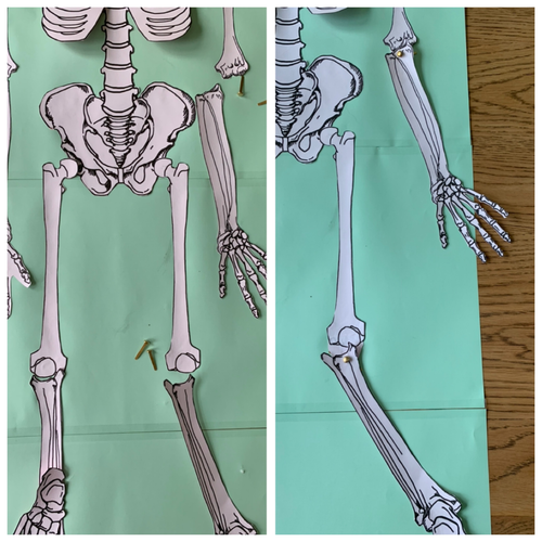 Interactive Skeleton Building Activity for home schooling or cover task ...