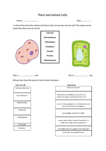 The Cell & Microscope | Teaching Resources