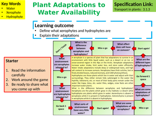 A Level Biology Plant Adaptations to Water Availability Lesson ...