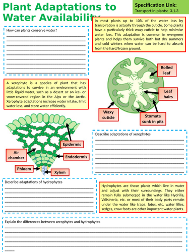 A Level Biology Plant Adaptations to Water Availability Lesson ...