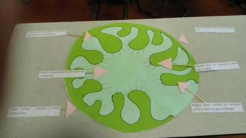 A Level Biology Plant Adaptations to Water Availability Lesson ...