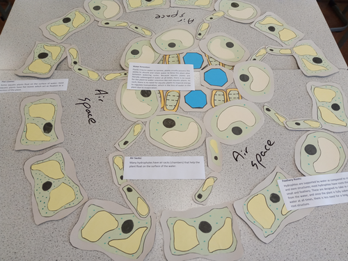 A Level Biology Plant Adaptations to Water Availability Lesson ...