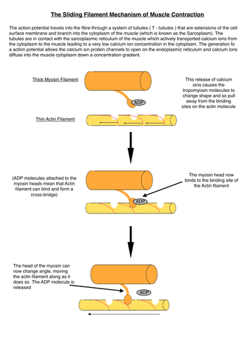Muscle contraction explained(AQABiology) | Teaching Resources