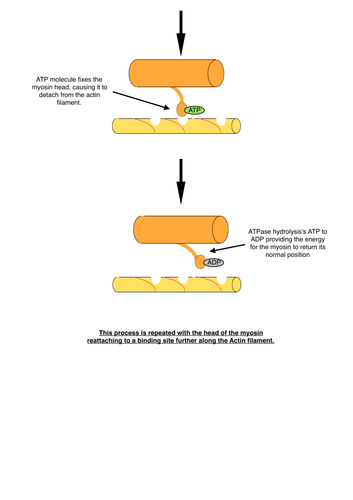 Muscle contraction explained(AQABiology) | Teaching Resources