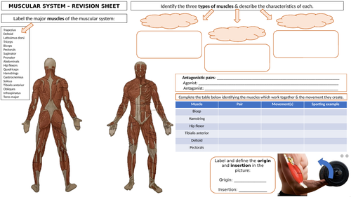 Muscular system revision sheet - BTEC National Sport Unit 1 - Anatomy & Physiology - Topic B ...