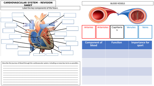 Cardiovascular system revision sheet - BTEC National Sport Unit 1 ...