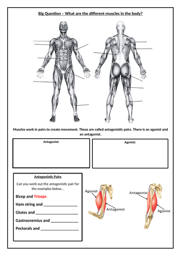 Anatomy and Physiology | Teaching Resources