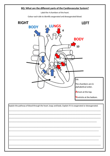 The Heart | Teaching Resources
