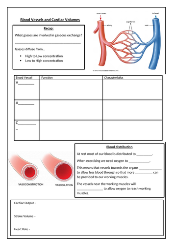 Blood Vessels | Teaching Resources