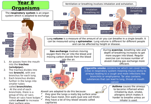 Year 8 Biology Revision pack | Teaching Resources