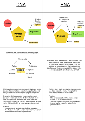 Comparing DNA and RNA (AQA Biology) | Teaching Resources