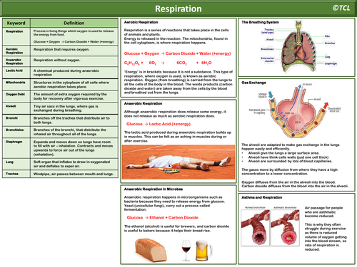 KS3 Science Knowledge Organiser Bundle | Teaching Resources