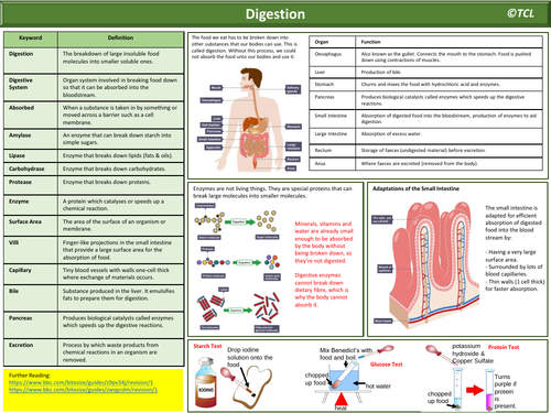 KS3 Science Knowledge Organiser Bundle | Teaching Resources