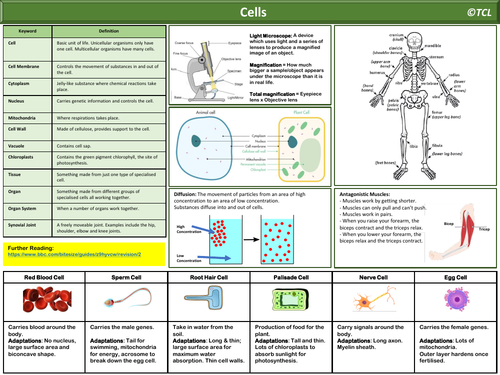 KS3 Science Knowledge Organiser Bundle | Teaching Resources KS3 Science Knowledge Organiser Bundle | Teaching Resources