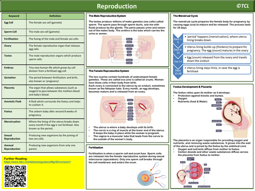 KS3 Science Knowledge Organiser Bundle | Teaching Resources KS3 Science Knowledge Organiser Bundle | Teaching Resources