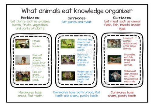 Animal diets: Carnivore, Herbivore and Omnivore KS1 | Teaching Resources