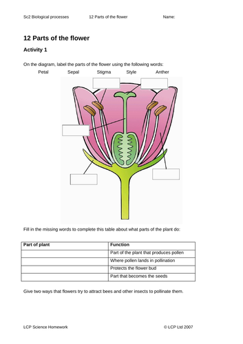 Year 5/6 Science Homework - Full pack | Teaching Resources