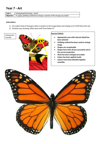 Art - Insects | Teaching Resources