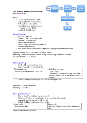 Working Memory Model Explanation & Diagram (AQA Psychology A-Level ...