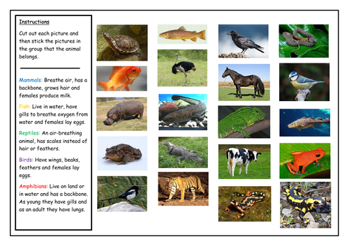 KS1/EYFS/SEN - Animal Sorting - Science | Teaching Resources
