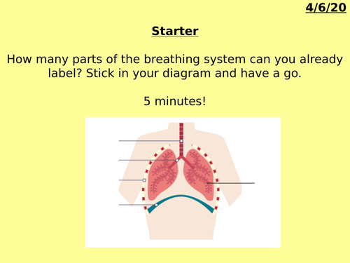 The Lungs: Lesson and Resources | Teaching Resources