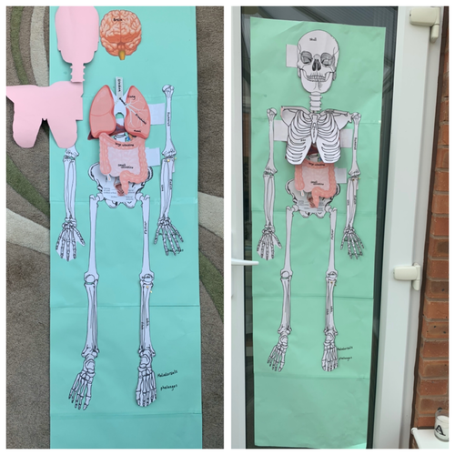 Interactive Internal Organs Activity for home schooling April 2020 ...