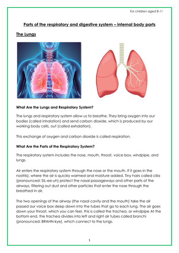 Interactive Internal Organs Activity for home schooling April 2020 ...