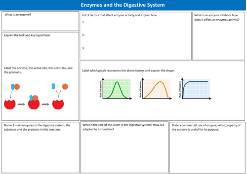 GCSE Biology Enzymes and Digestion Worksheet Revision | Teaching Resources