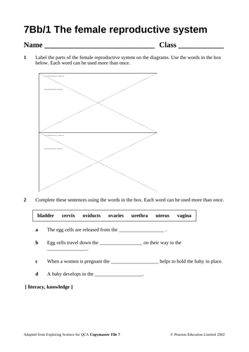 Puberty | Teaching Resources