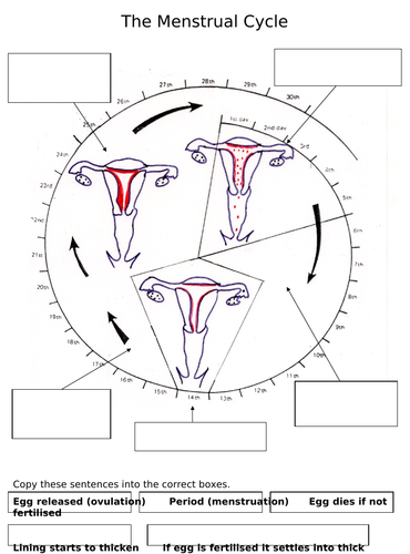 The Menstrual Cycle | Teaching Resources