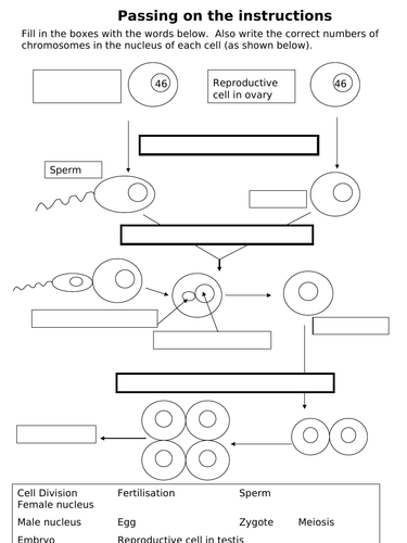 Fertilization | Teaching Resources