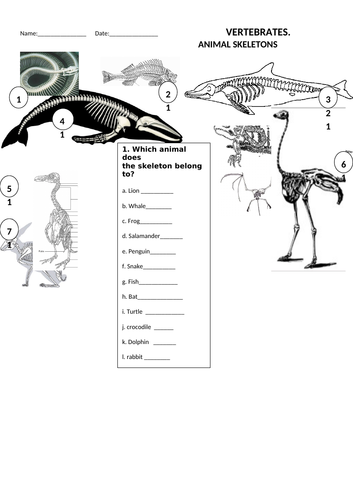 The Skeletal System | Teaching Resources
